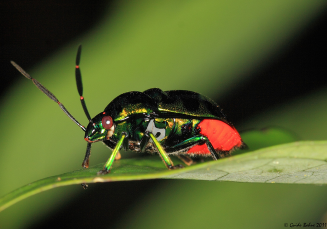 10 Natural Ways to Get Rid of Pesky Bugs