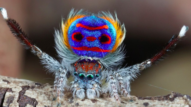 CRAZY: Courtship Dance Display of Jumping Peacock Spiders [VIDEO]